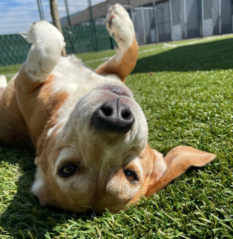 Hondenhotel - Dierenpension Gerelshoeve